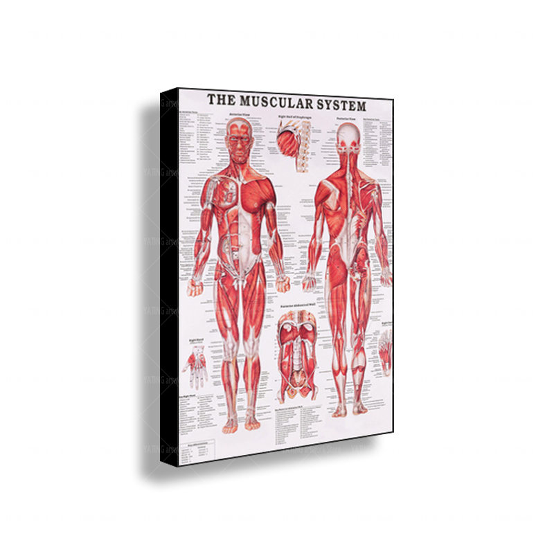 Human Anatomy Posters Anatomy Lab 3-Pack - Muscular, Skeletal ...