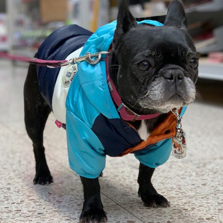 Waterproof Winter Warm Dog Jacket For Small Medium Large Dogs Pugs ...