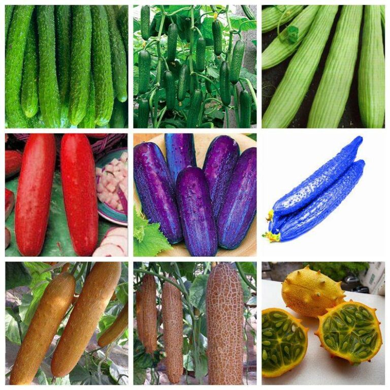 50pcs Japanese Cucumber Seeds Red Purple Green OutletTrends.com Free ...