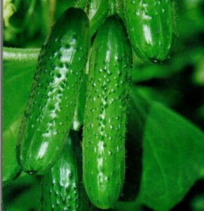 50pcs Japanese Cucumber Seeds Red Purple Green OutletTrends.com Free ...