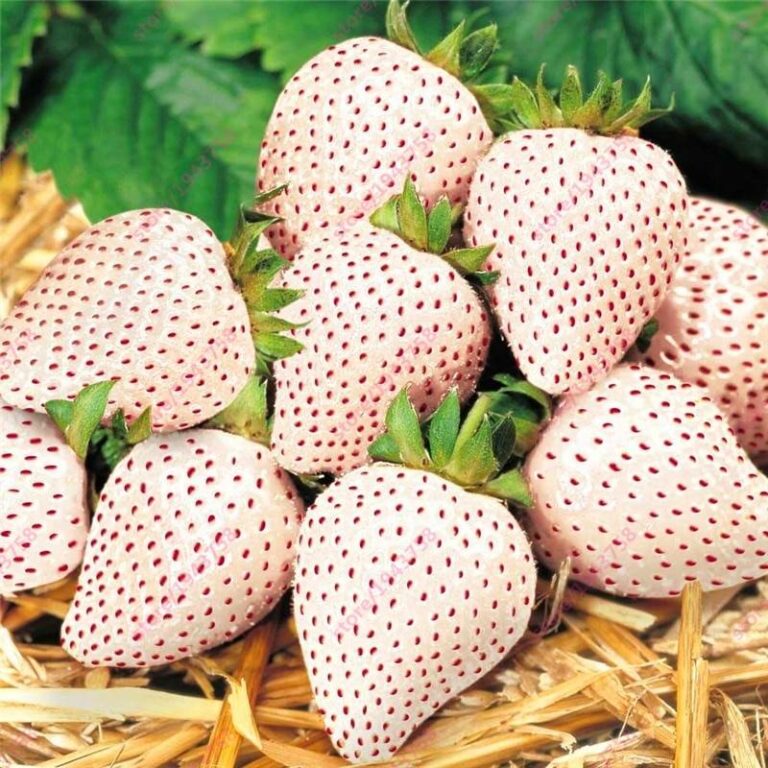 1000 White Alpine Strawberry Seeds OutletTrends.com Free Shipping Up to ...