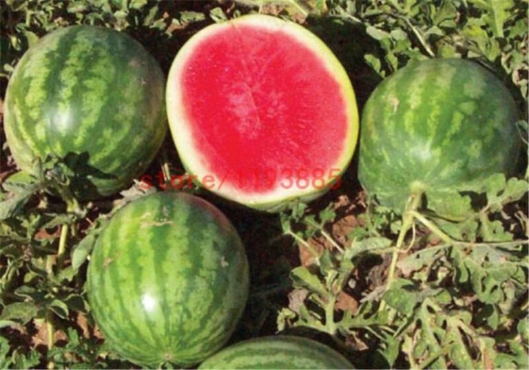 30pcs Watermelon Seeds Seedless OutletTrends.com Free Shipping Up to 70 ...