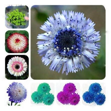 Daisy Seeds 100pcs OutletTrends.com Free Shipping Up to 70% OFF