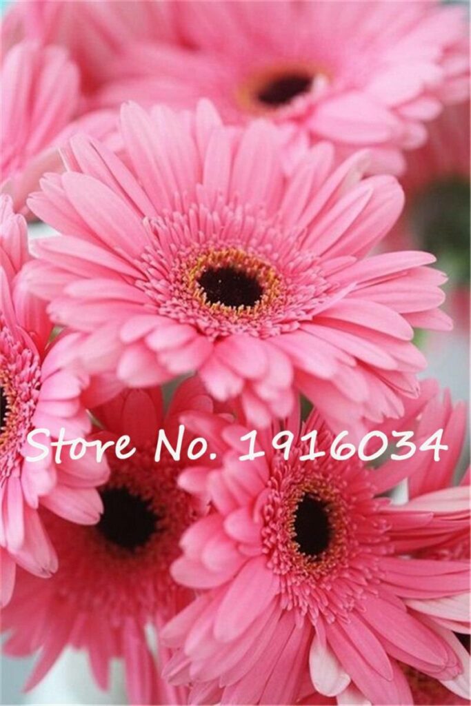 Gerbera Daisy Seeds 80pcs OutletTrends.com Free Shipping Up to 70% OFF