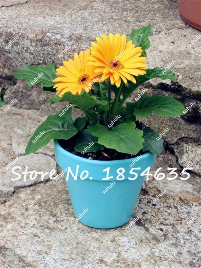 120pcs Gerbera Daisy Seeds OutletTrends.com Free Shipping Up to 70% OFF