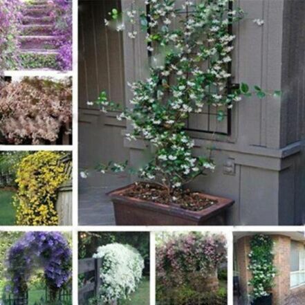 100pcs Arabian Jasmine Seeds OutletTrends.com Free Shipping Up to 70% OFF