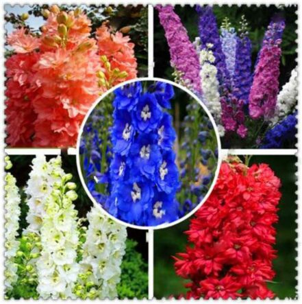 200pcs Delphinium Mixed Colors Seeds OutletTrends.com Free Shipping Up ...