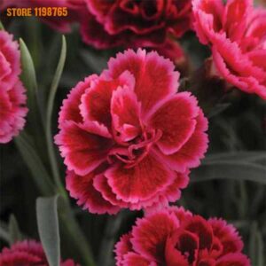 200pcs Dianthus Flower Seeds OutletTrends.com Free Shipping Up to 70% OFF