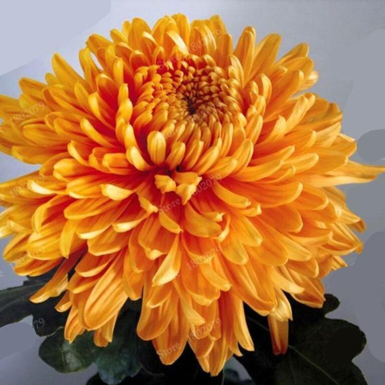 200pcs Chinese Mum Seeds Chrysanthemum OutletTrends.com Free Shipping ...