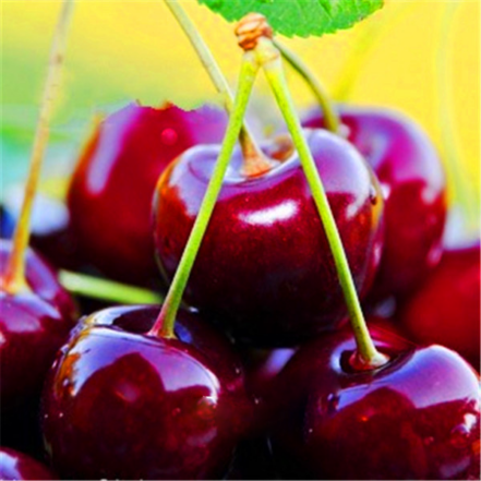 Organic Dwarf Cherry Seeds 5Pcs OutletTrends.com Free Shipping Up to 70 ...
