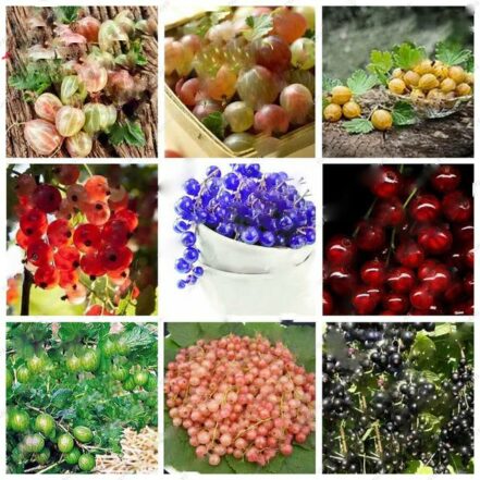 Organic Gooseberry Currant 50 Seeds OutletTrends.com Free Shipping Up ...