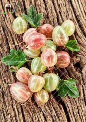 Organic Gooseberry Currant 50 Seeds OutletTrends.com Free Shipping Up ...
