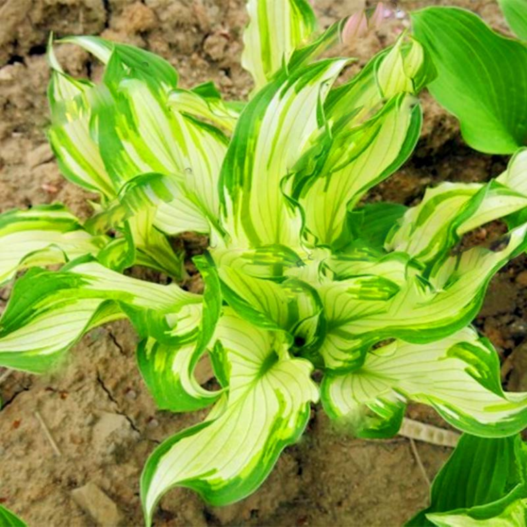 150Pcs Gooseberry Seeds Grow Your Own OutletTrends.com Free Shipping Up ...