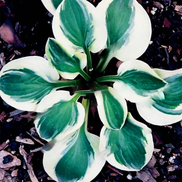 150Pcs Gooseberry Seeds Grow Your Own OutletTrends.com Free Shipping Up ...