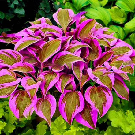 150Pcs Gooseberry Seeds Grow Your Own OutletTrends.com Free Shipping Up ...