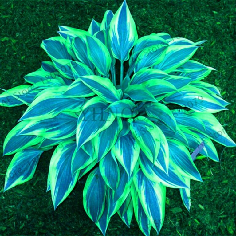 Organic Gooseberry Seeds 100pcs OutletTrends.com Free Shipping Up to 70 ...