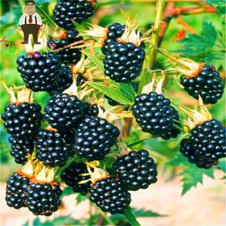 200pcs Raspberry Seeds Grow Now OutletTrends.com Free Shipping Up to 70 ...