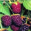 200pcs Raspberry Seeds Grow Now OutletTrends.com Free Shipping Up to 70 ...