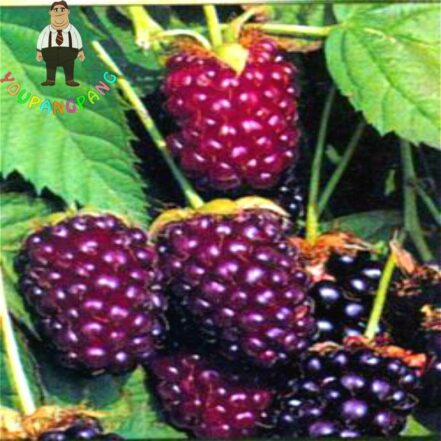 200pcs Raspberry Seeds Grow Now OutletTrends.com Free Shipping Up to 70 ...