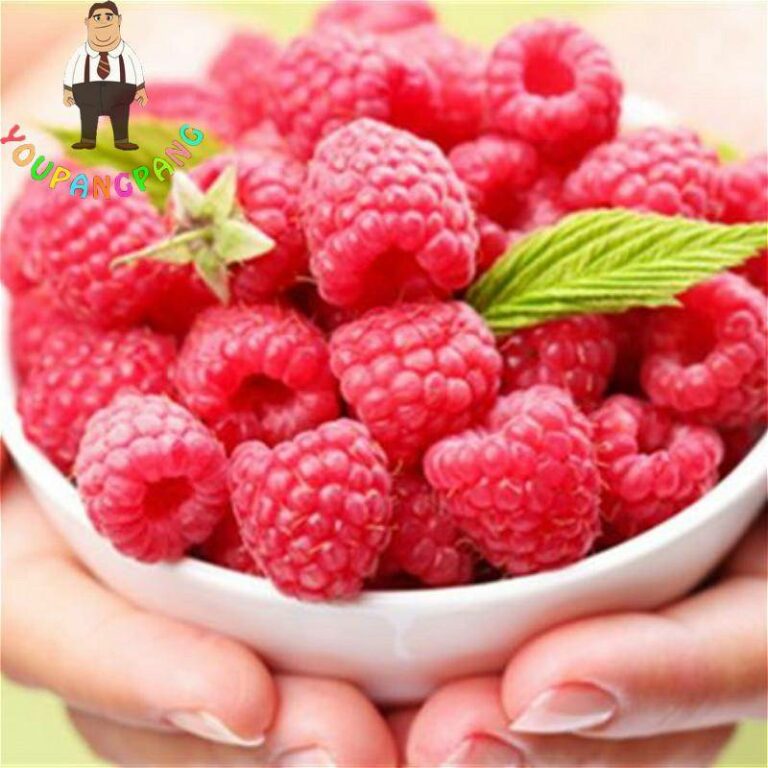200pcs Raspberry Seeds Grow Now OutletTrends.com Free Shipping Up to 70 ...