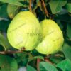 100Pcs Guava Fruit Seeds OutletTrends.com Free Shipping Up to 70% OFF