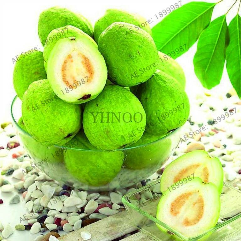 100Pcs Guava Fruit Seeds OutletTrends.com Free Shipping Up to 70% OFF