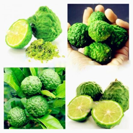 50Pcs Lime Fruit Seeds OutletTrends.com Free Shipping Up to 70% OFF