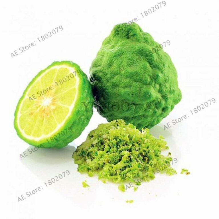 50Pcs Lime Fruit Seeds OutletTrends.com Free Shipping Up to 70% OFF