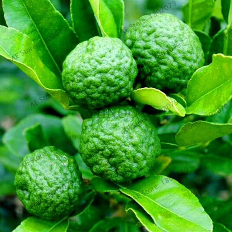 50Pcs Lime Fruit Seeds OutletTrends.com Free Shipping Up to 70% OFF