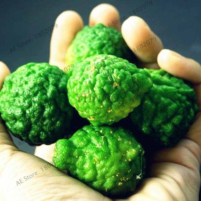 50Pcs Lime Fruit Seeds OutletTrends.com Free Shipping Up to 70% OFF