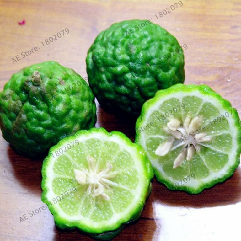 50Pcs Lime Fruit Seeds OutletTrends.com Free Shipping Up to 70% OFF