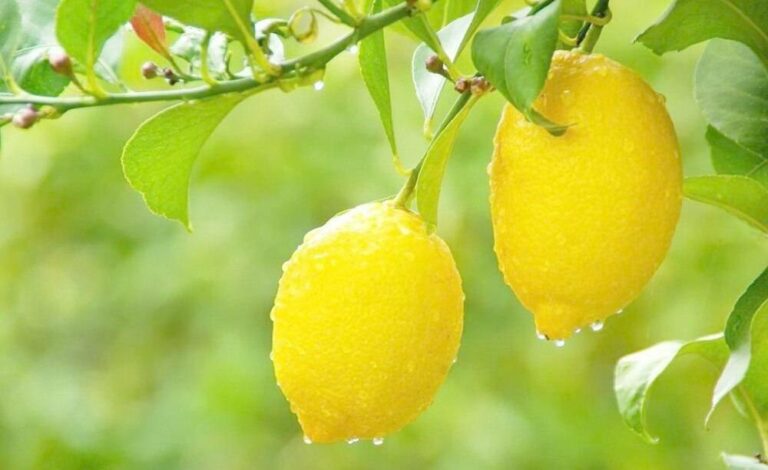 50pcs Bonsai Lemon Tree Fruit Seeds OutletTrends.com Free Shipping Up ...