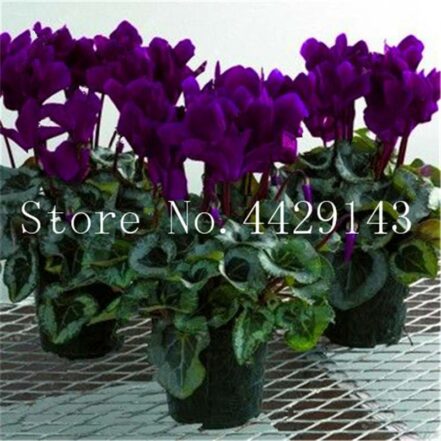97 Cyclamen Seeds Budding OutletTrends.com Free Shipping Up to 70% OFF