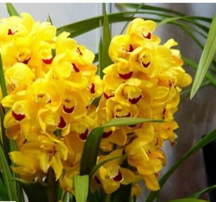 150 Pcs Chinese Cymbidium Orchid Seeds OutletTrends.com Free Shipping ...