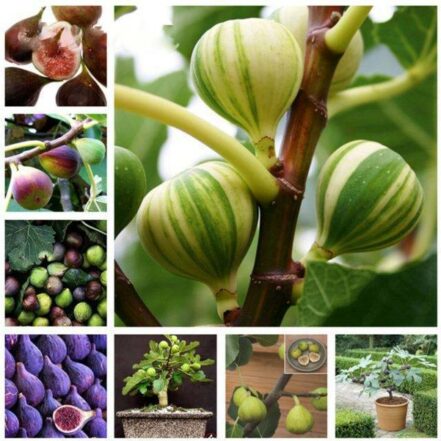 50 Pcs Tropical Fig Bonsai Fruit Seeds OutletTrends.com Free Shipping ...