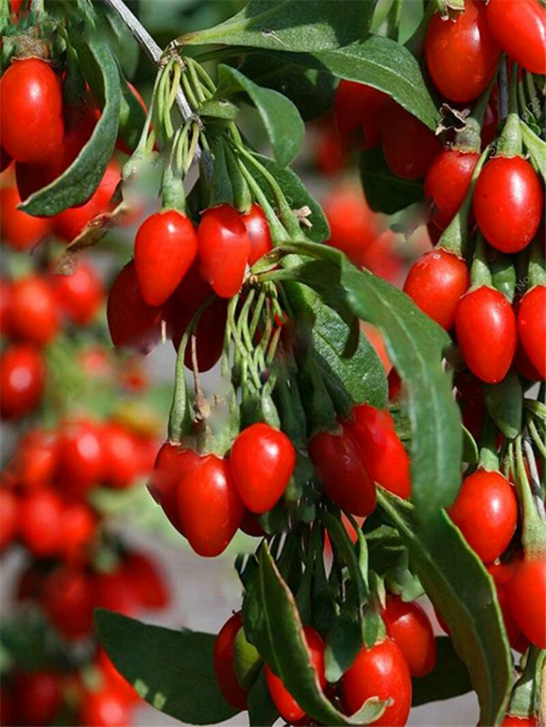 Organic Heirloom Goji Berry Seeds 2000 Pcs OutletTrends.com Free ...
