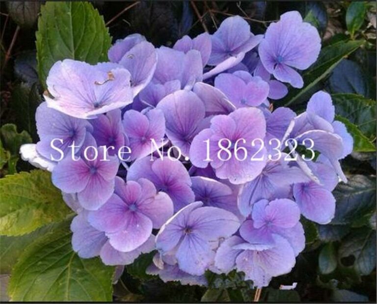50pcs Climbing Hydrangea Seeds OutletTrends.com Free Shipping Up to 70% OFF