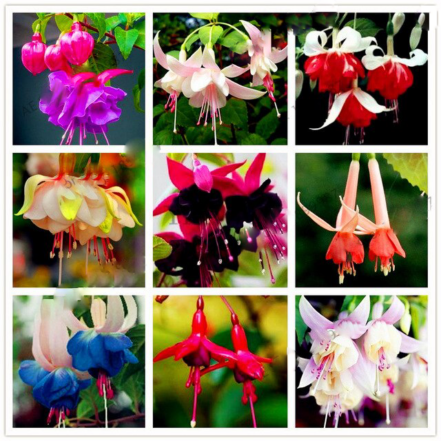 105 Fuchsia Hybrida Bonsai Lantern Seeds OutletTrends.com Free Shipping ...