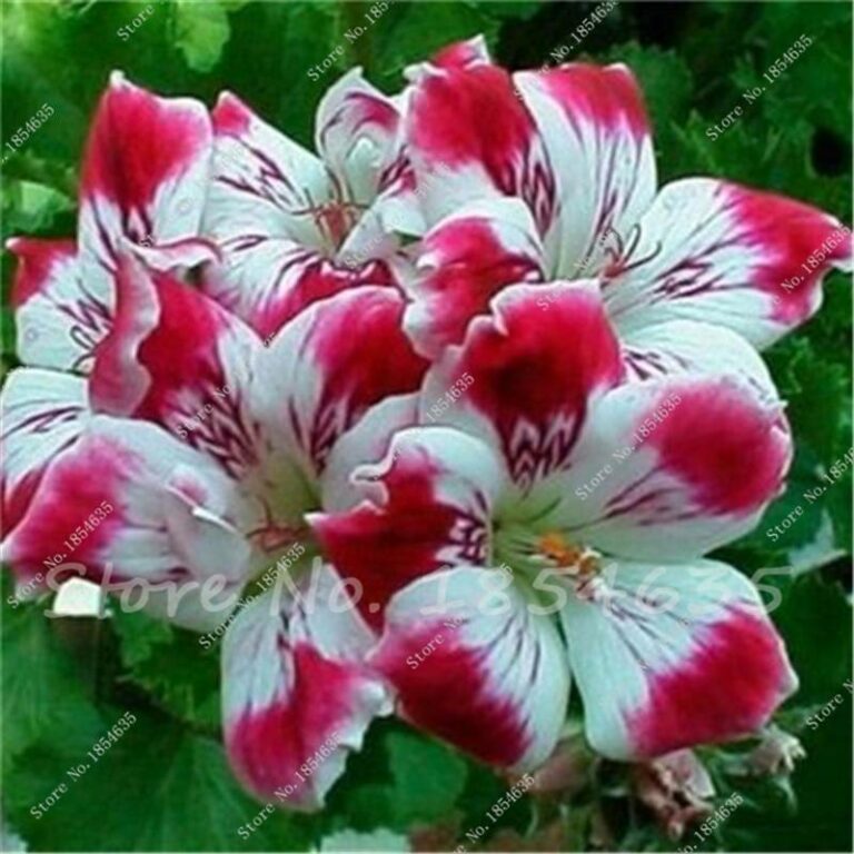 100 Pcs Rainbow Geranium Seeds OutletTrends.com Free Shipping Up to 70% OFF