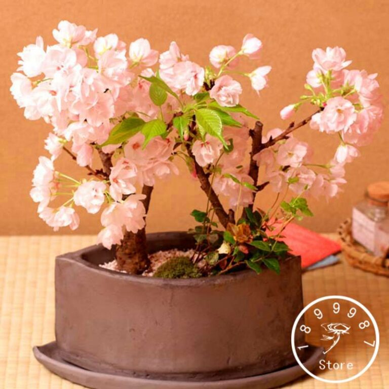 7 Varieties Japanese Sakura Seeds OutletTrends.com Free Shipping Up to ...