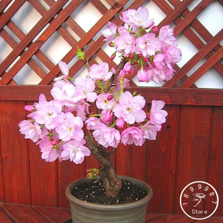 7 Varieties Japanese Sakura Seeds OutletTrends.com Free Shipping Up to ...