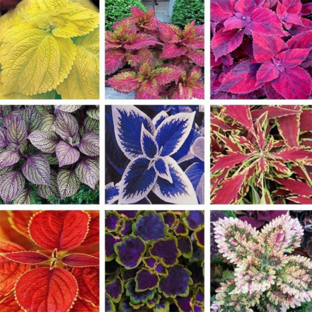 100pcs Coleus Flower Seeds OutletTrends.com Free Shipping Up to 70% OFF