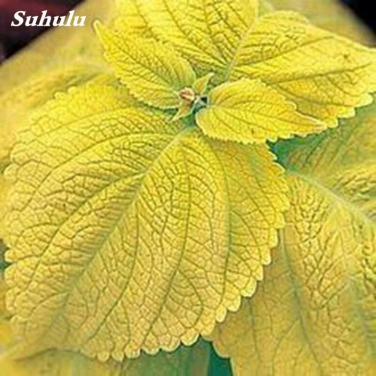 100pcs Coleus Flower Seeds OutletTrends.com Free Shipping Up to 70% OFF