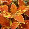 100pcs Coleus Flower Seeds OutletTrends.com Free Shipping Up to 70% OFF