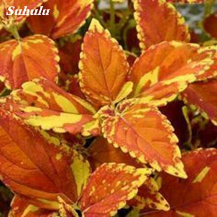 100pcs Coleus Flower Seeds OutletTrends.com Free Shipping Up to 70% OFF