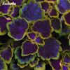 100pcs Coleus Flower Seeds OutletTrends.com Free Shipping Up to 70% OFF