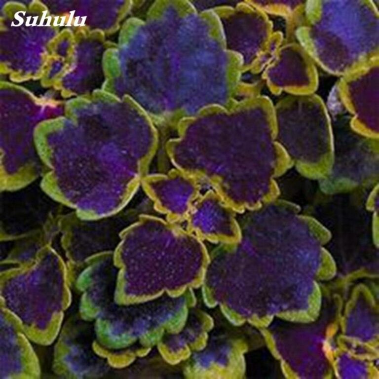 100pcs Coleus Flower Seeds OutletTrends.com Free Shipping Up to 70% OFF