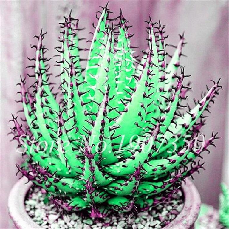 Edible Aloe Vera Fruits Seeds OutletTrends.com Free Shipping Up to 70% OFF