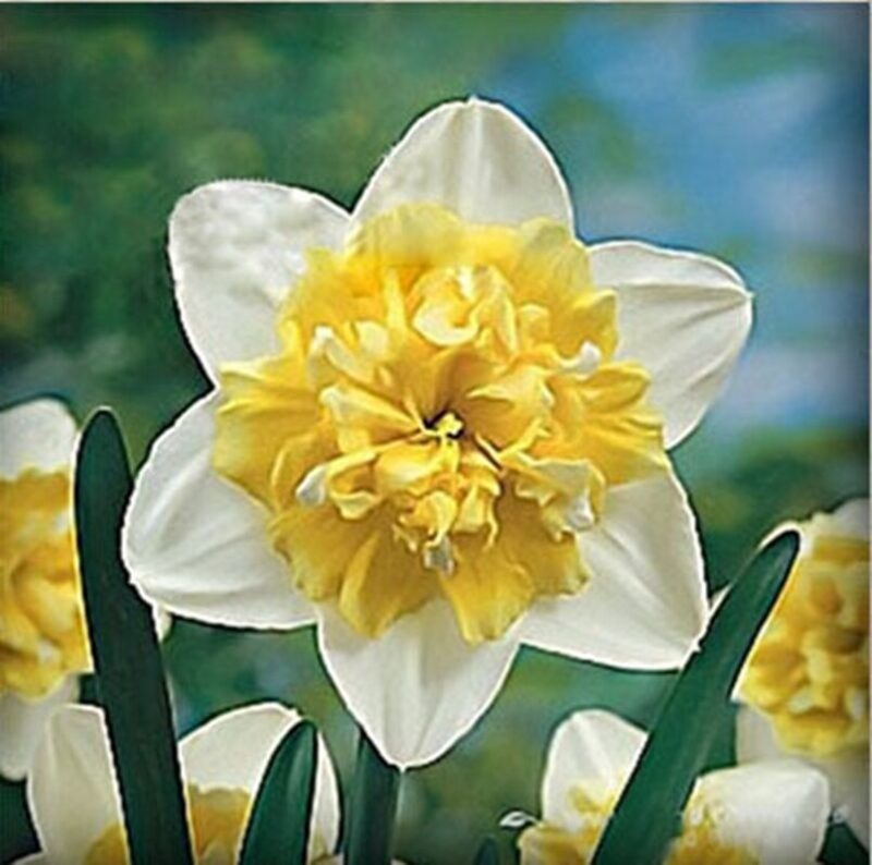 100pc Daffodil Flower Seeds OutletTrends.com Free Shipping Up to 70% OFF
