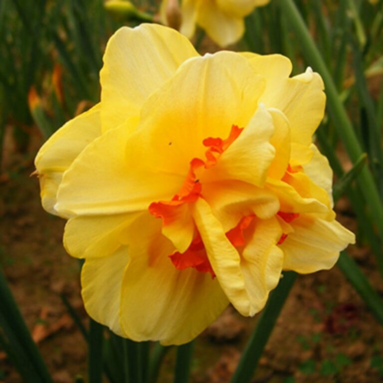 100pc Daffodil Flower Seeds OutletTrends.com Free Shipping Up to 70% OFF